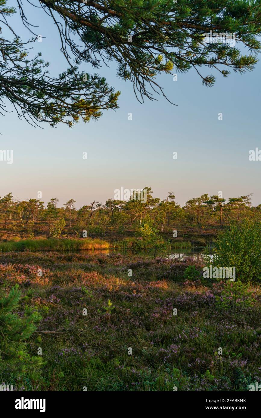 The nature reserve "Schwarzes Moor" in the morning light, Rhoen ...