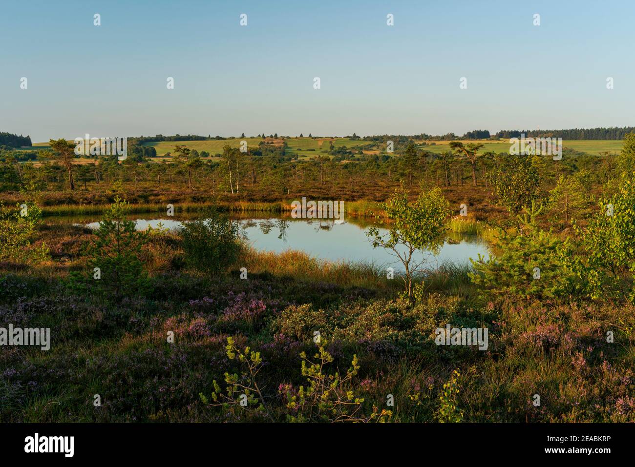 The nature reserve "Schwarzes Moor" in the morning light, Rhoen ...