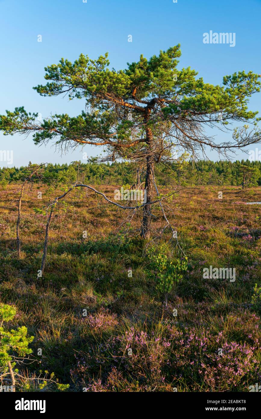 The nature reserve "Schwarzes Moor" in the morning light, Rhoen ...