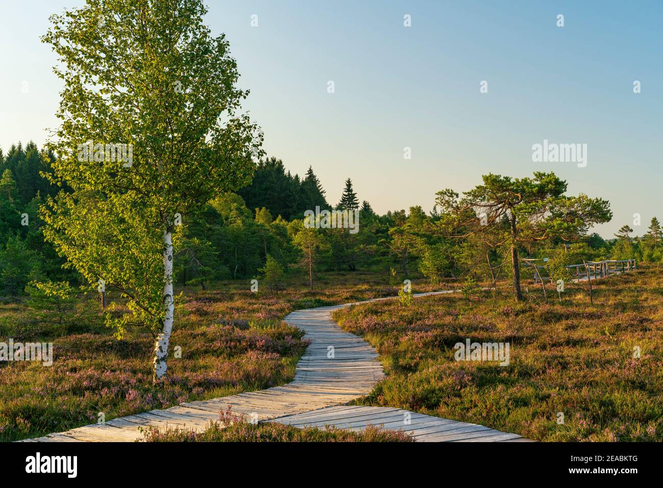 The nature reserve "Schwarzes Moor" in the morning light, Rhoen ...