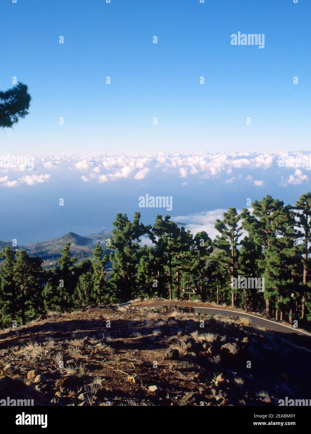 PINAR - MAR DE NUBES - LAS TRICIAS - FOTO AÑOS 90. Location: EXTERIOR ...