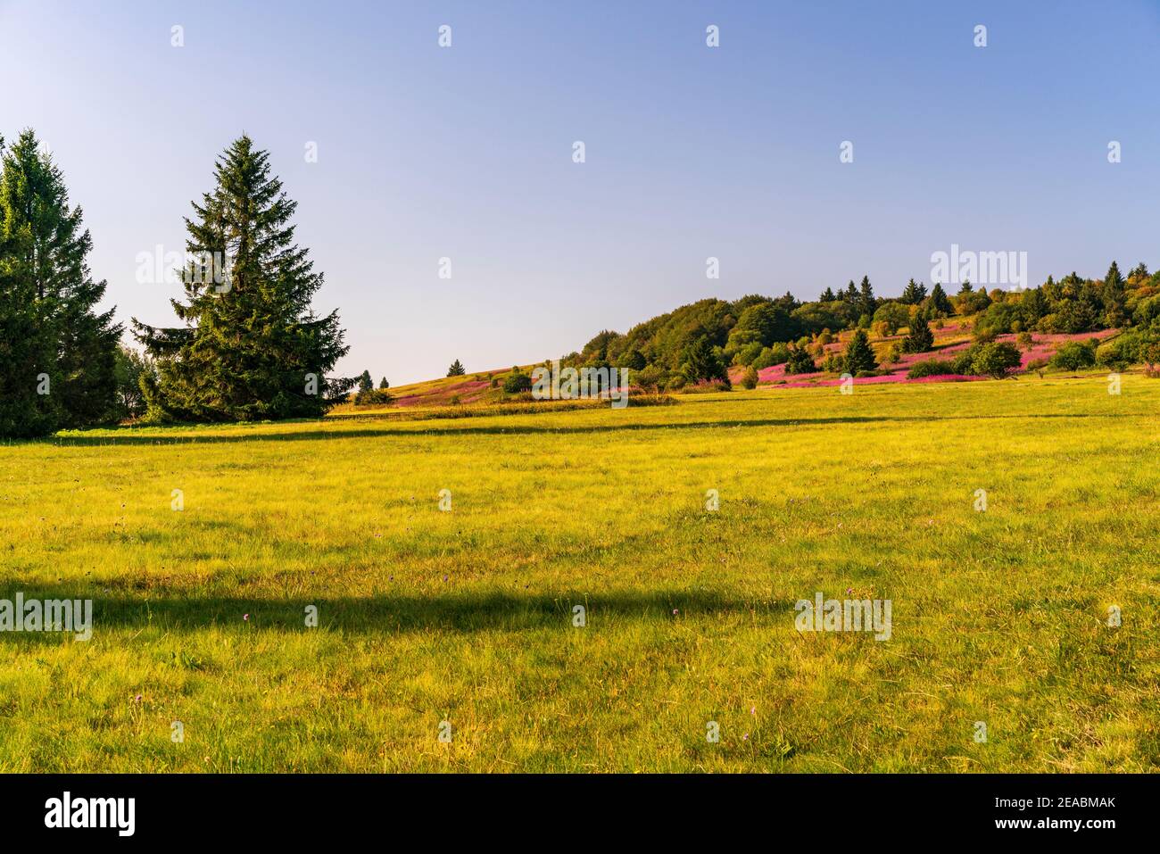 The nature reserve Lange Rhön in the core zone of the Rhön Biosphere ...