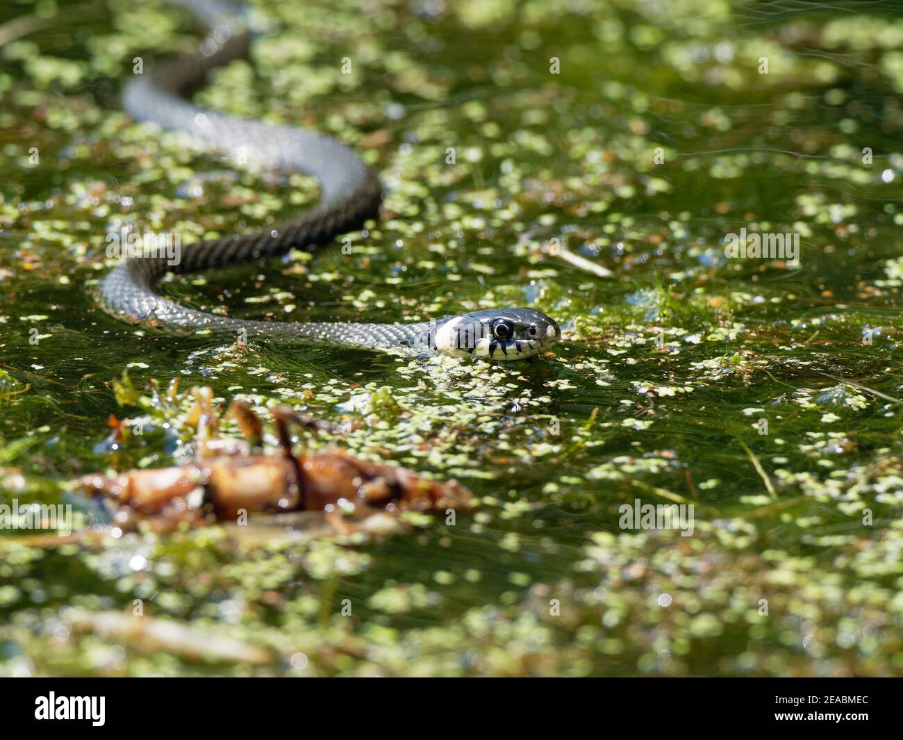 Grass snake, natrix natrix Stock Photo - Alamy