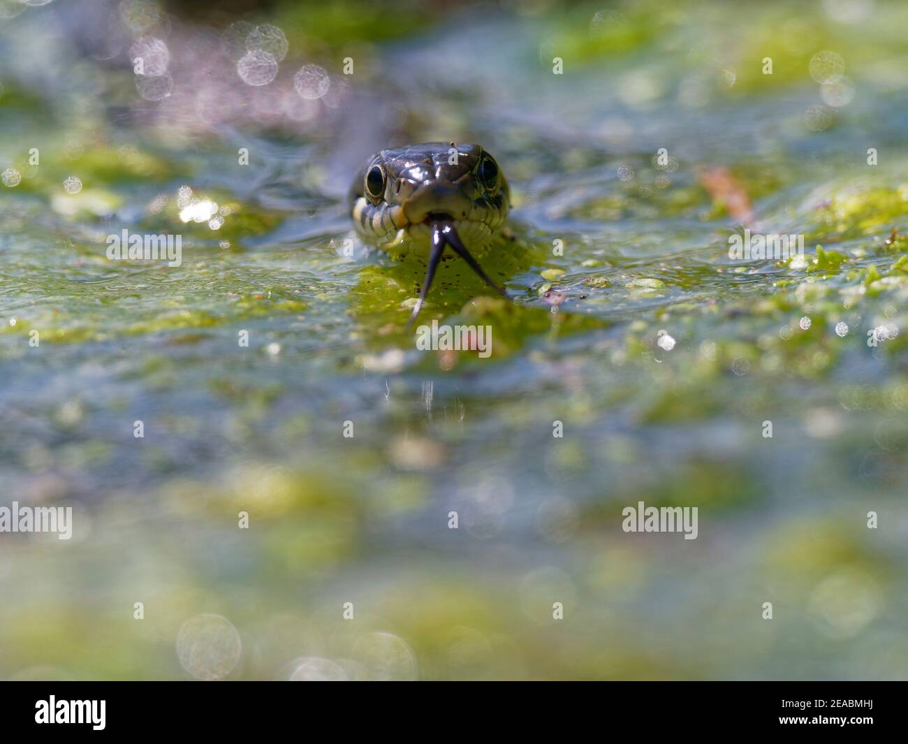 Grass snake, natrix natrix Stock Photo - Alamy