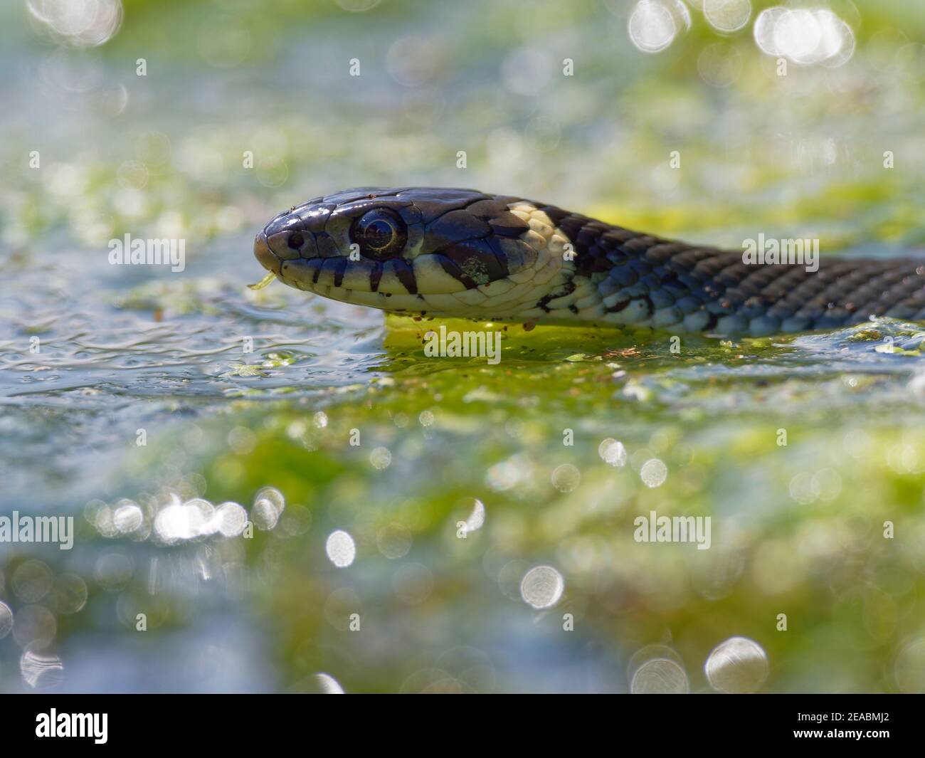 Grass snake, natrix natrix Stock Photo - Alamy Grass snake, natrix natrix Stock Photo - Alamy