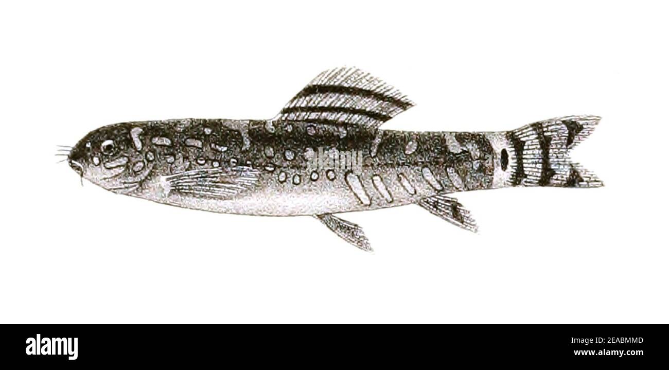 Nemacheilus hi-res stock photography and images - Alamy