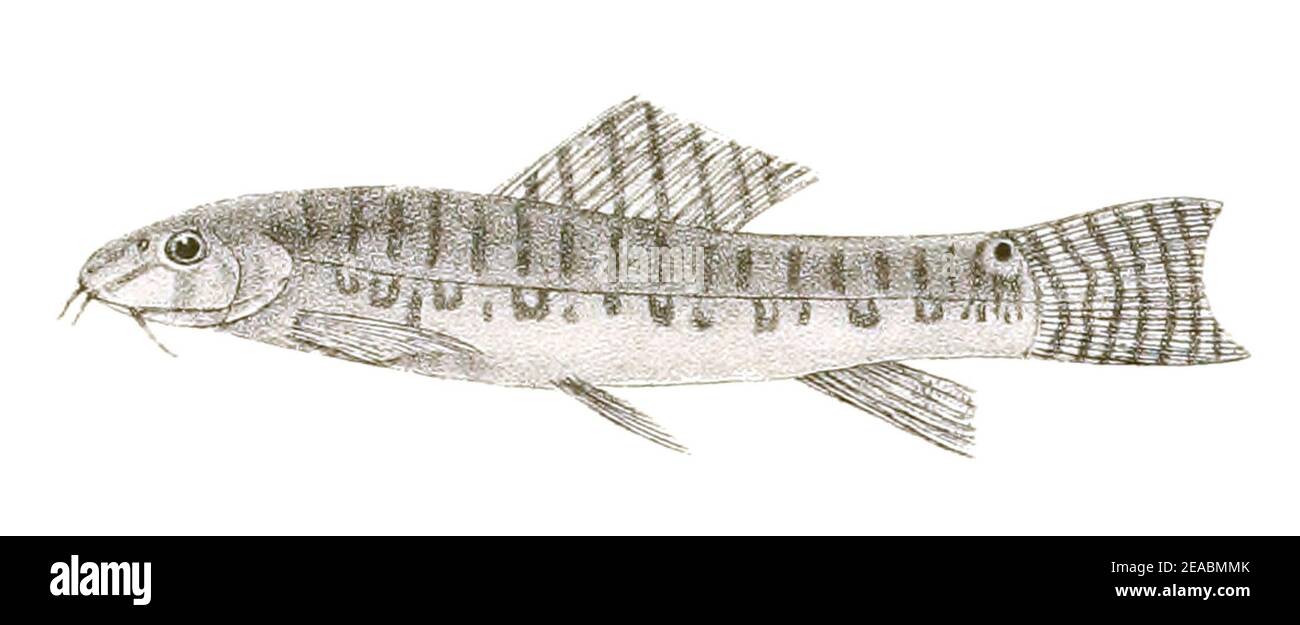 Nemacheilus hi-res stock photography and images - Alamy