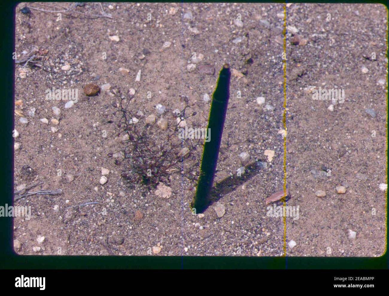 Nemacladus rigidus hi-res stock photography and images - Alamy