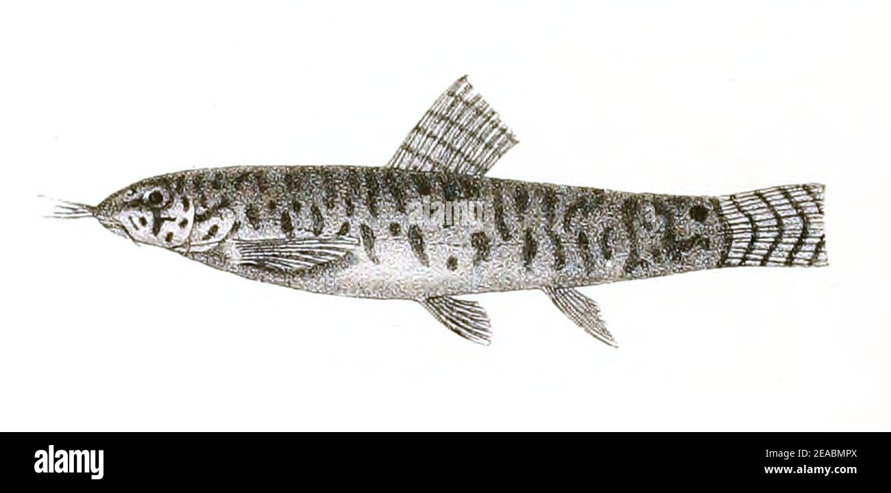 Nemacheilus sinuatus Day 156 Stock Photo - Alamy