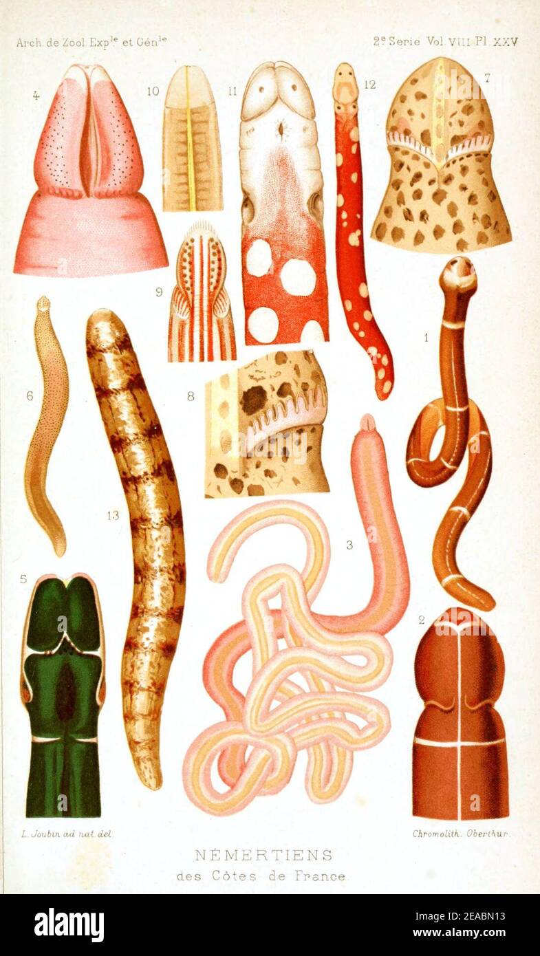 Nemertea hi-res stock photography and images - Alamy