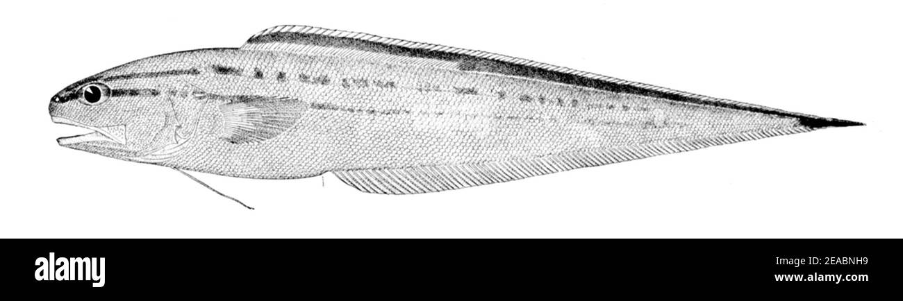 Neobythites hi-res stock photography and images - Alamy