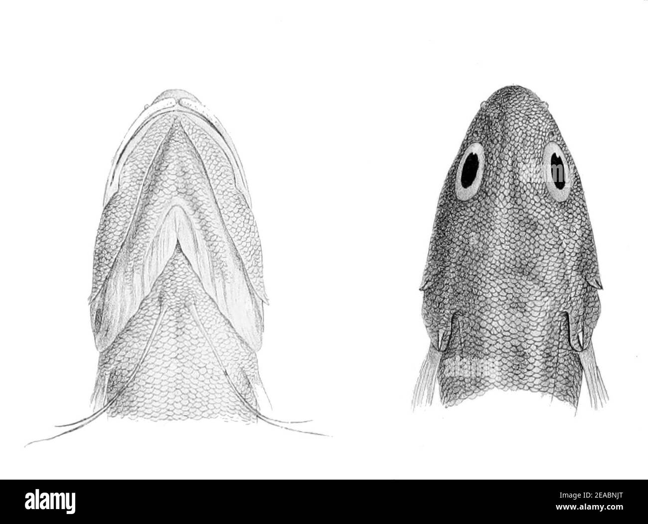 Neobythites hi-res stock photography and images - Alamy