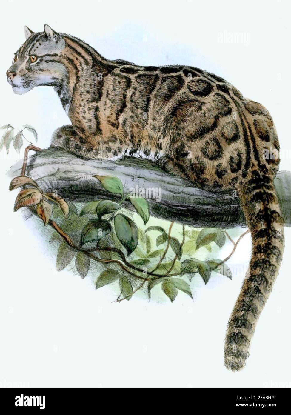 Neofelis nebulosa brachyura Stock Photo - Alamy