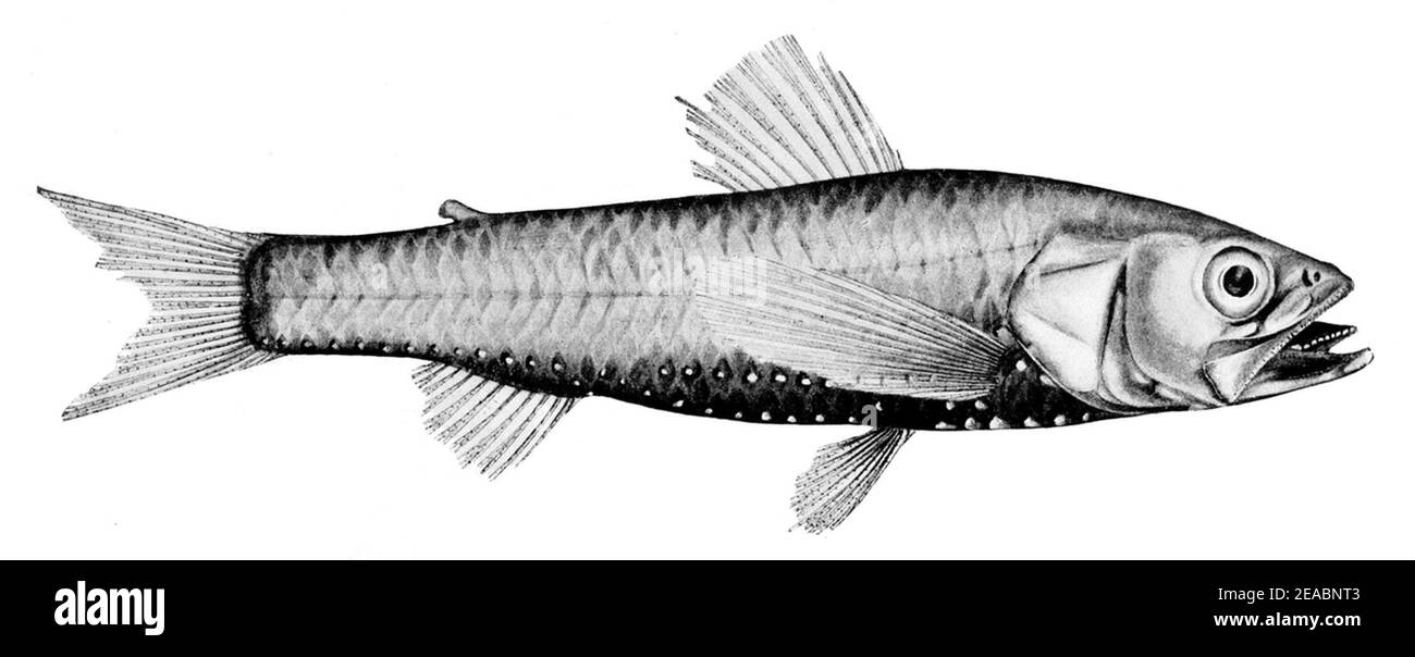 Neoscopelus hi-res stock photography and images - Alamy