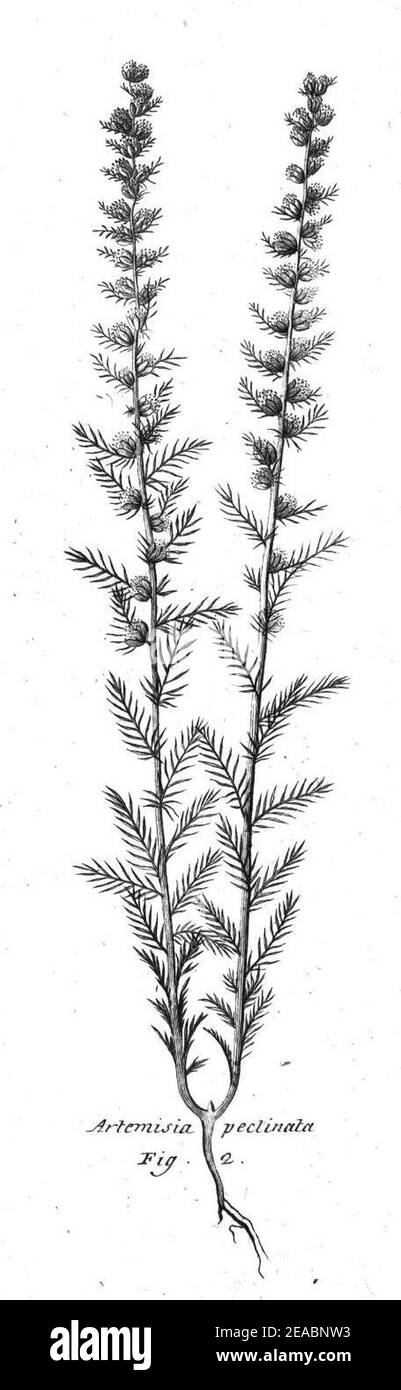 Pectinata Black and White Stock Photos & Images - Alamy