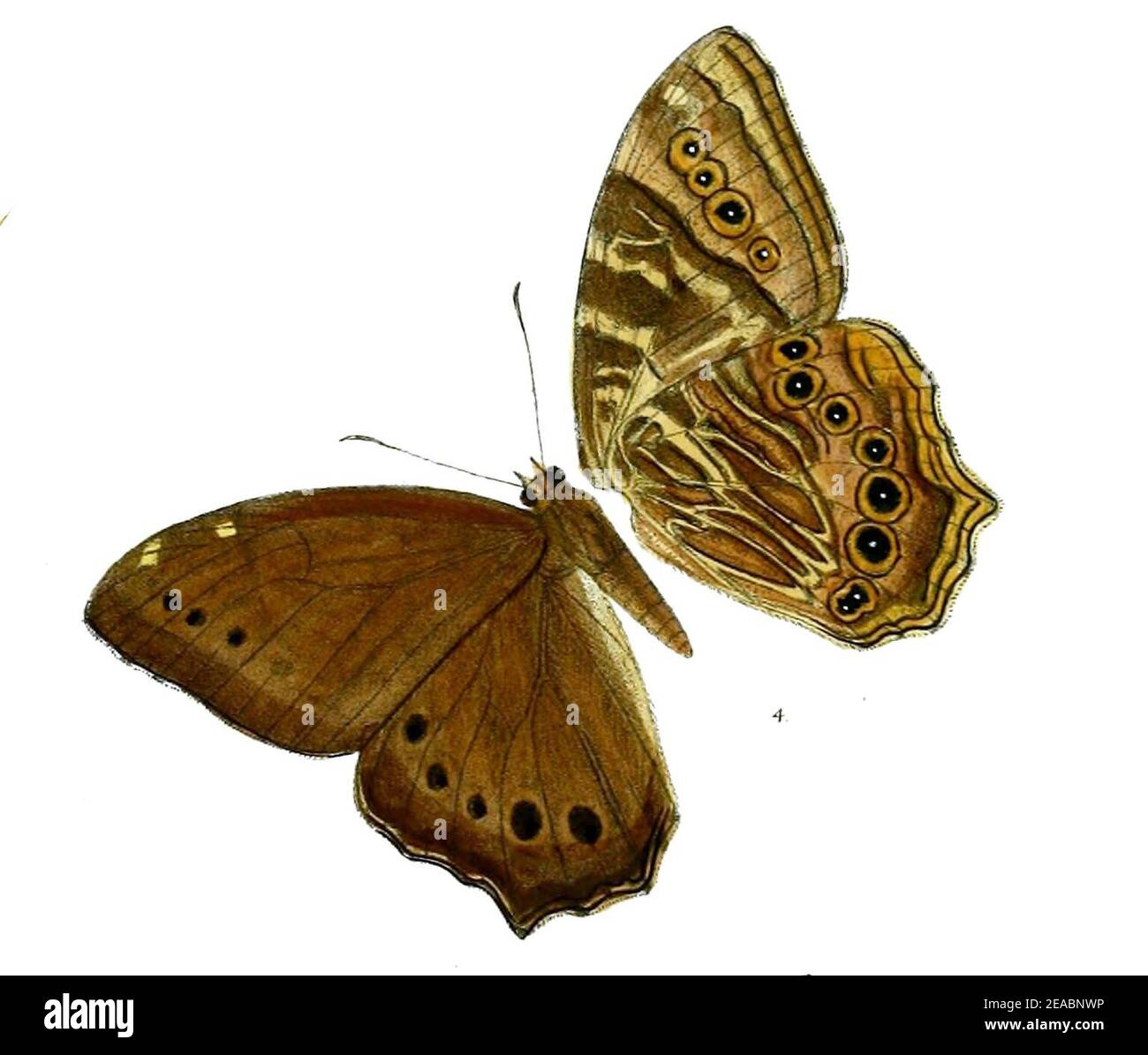 Neope hi-res stock photography and images - Alamy