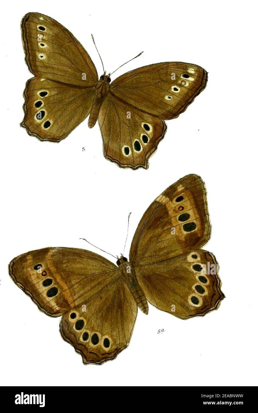 Neope muirheadii 94 5 Stock Photo - Alamy