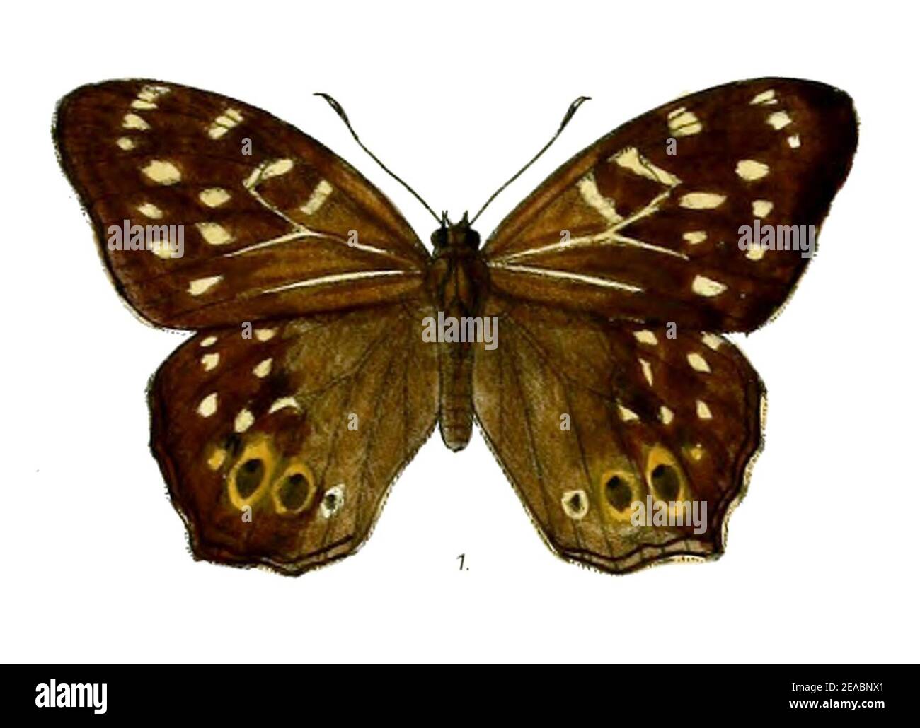 Neope hi-res stock photography and images - Alamy