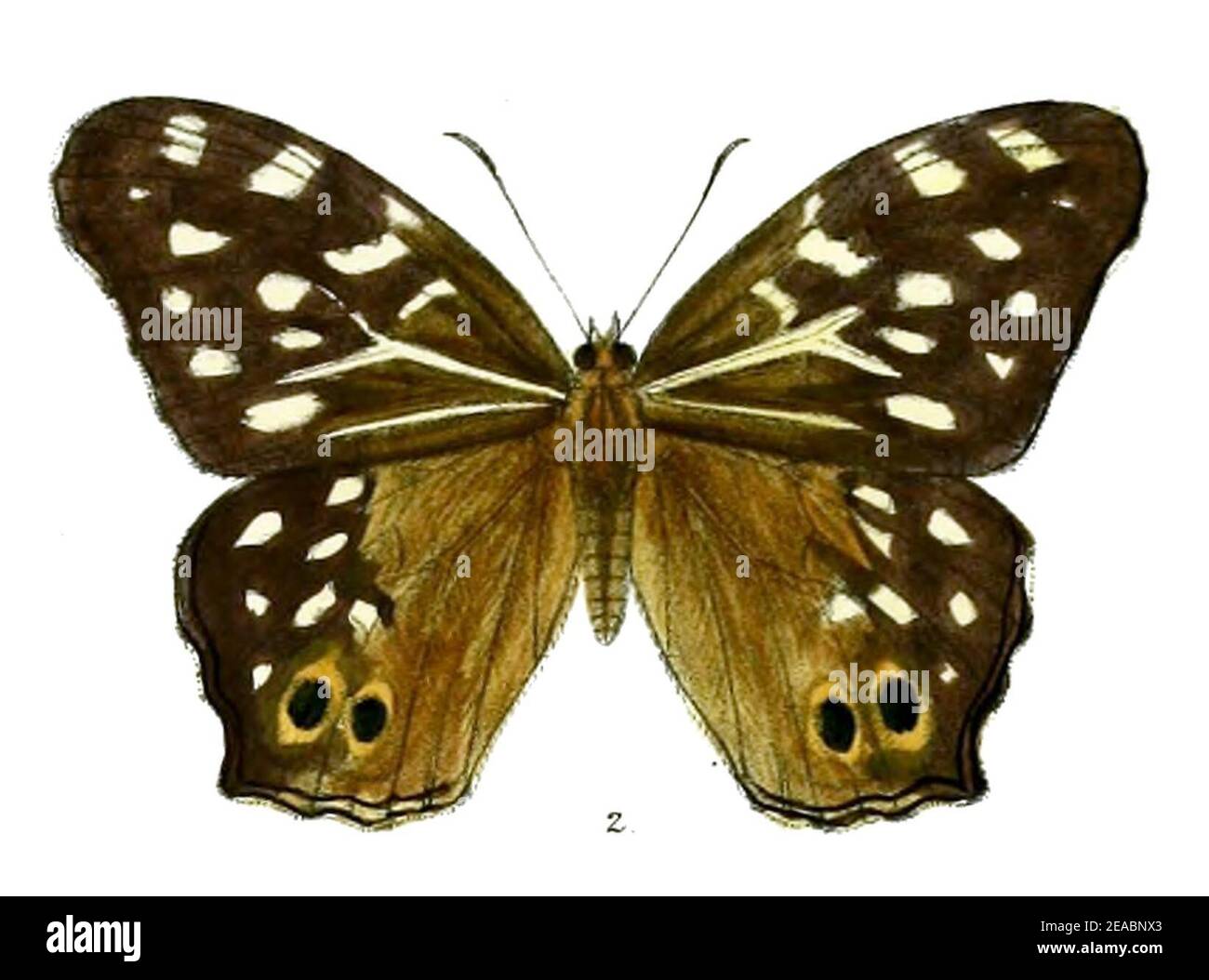 Neope hi-res stock photography and images - Alamy