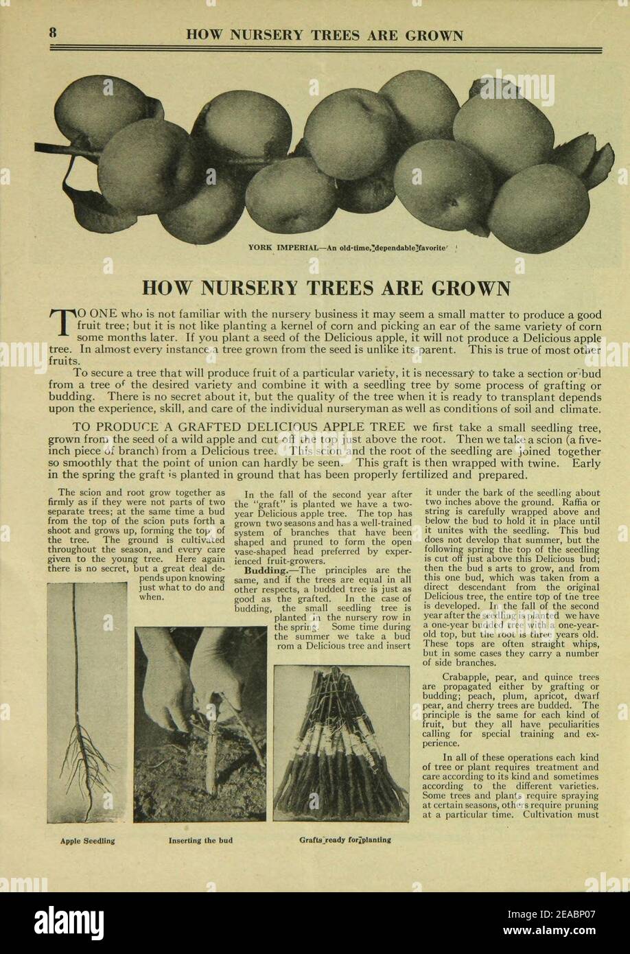 Neosho Nurseries materials (Page 8 Stock Photo - Alamy