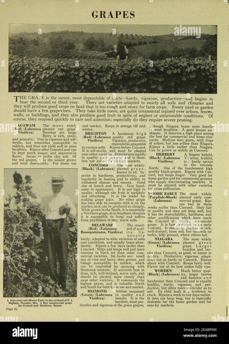 Neosho Nurseries materials (Page 24 Stock Photo - Alamy