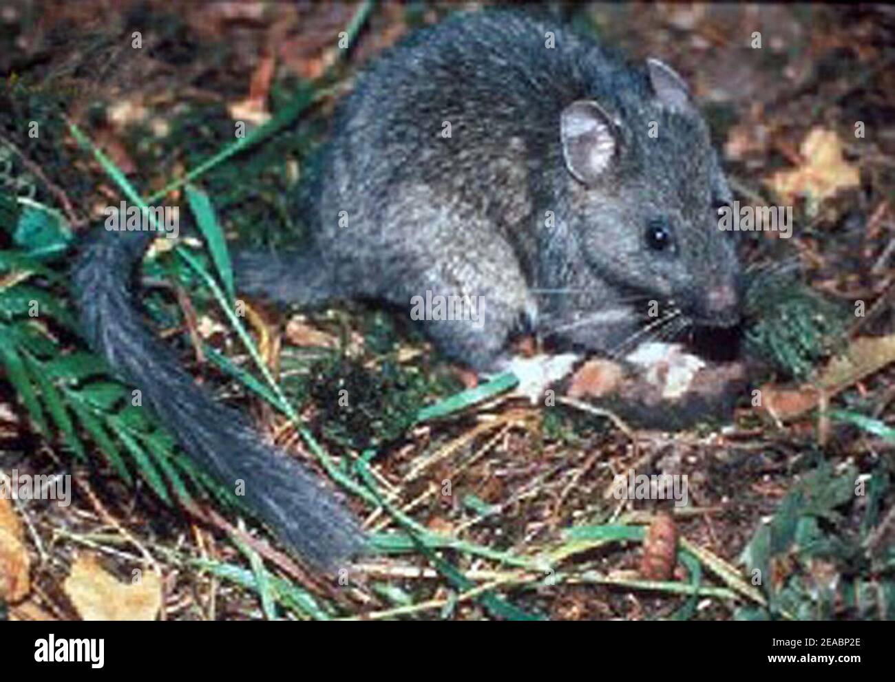 Neotoma cinerea (bushy tailed woodrat Stock Photo - Alamy