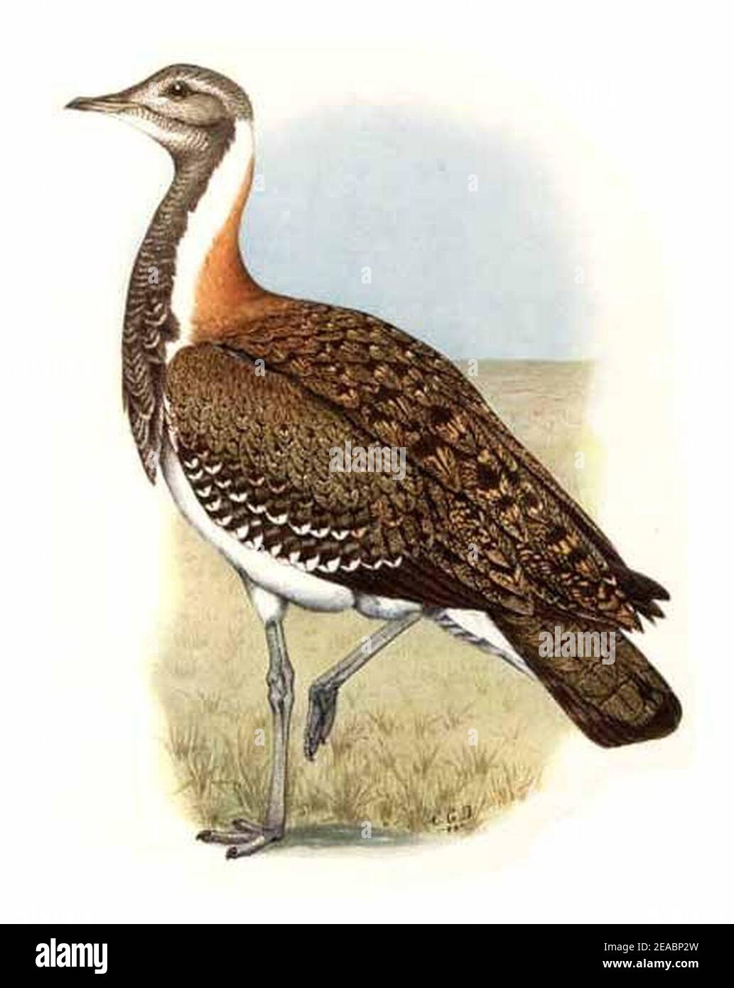 Neotis ludwigii (Horsbrugh Stock Photo - Alamy