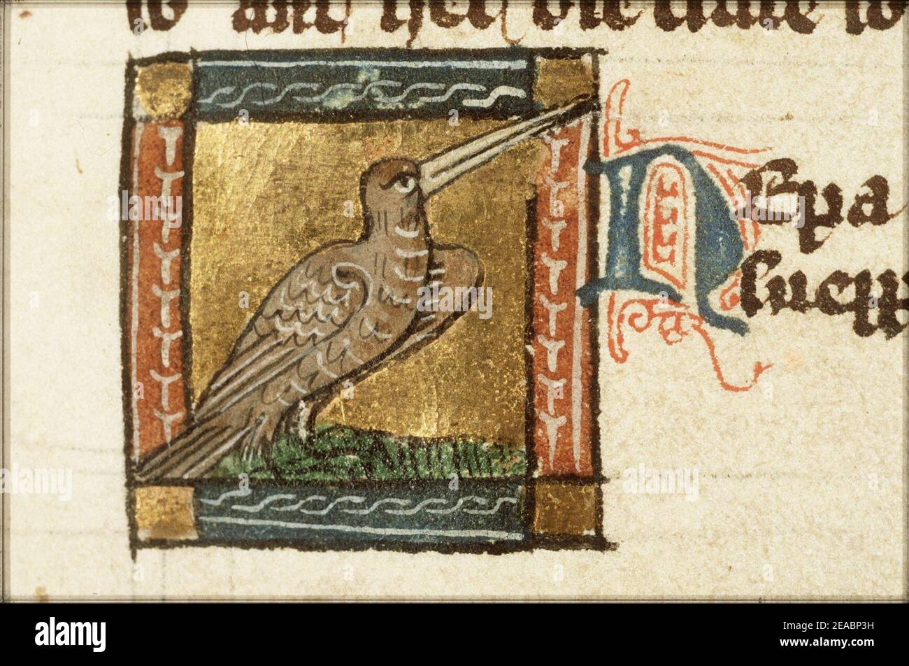 Nepa (snipe) - Der naturen bloeme - Jacob van Maerlant - KB KA 16 ...