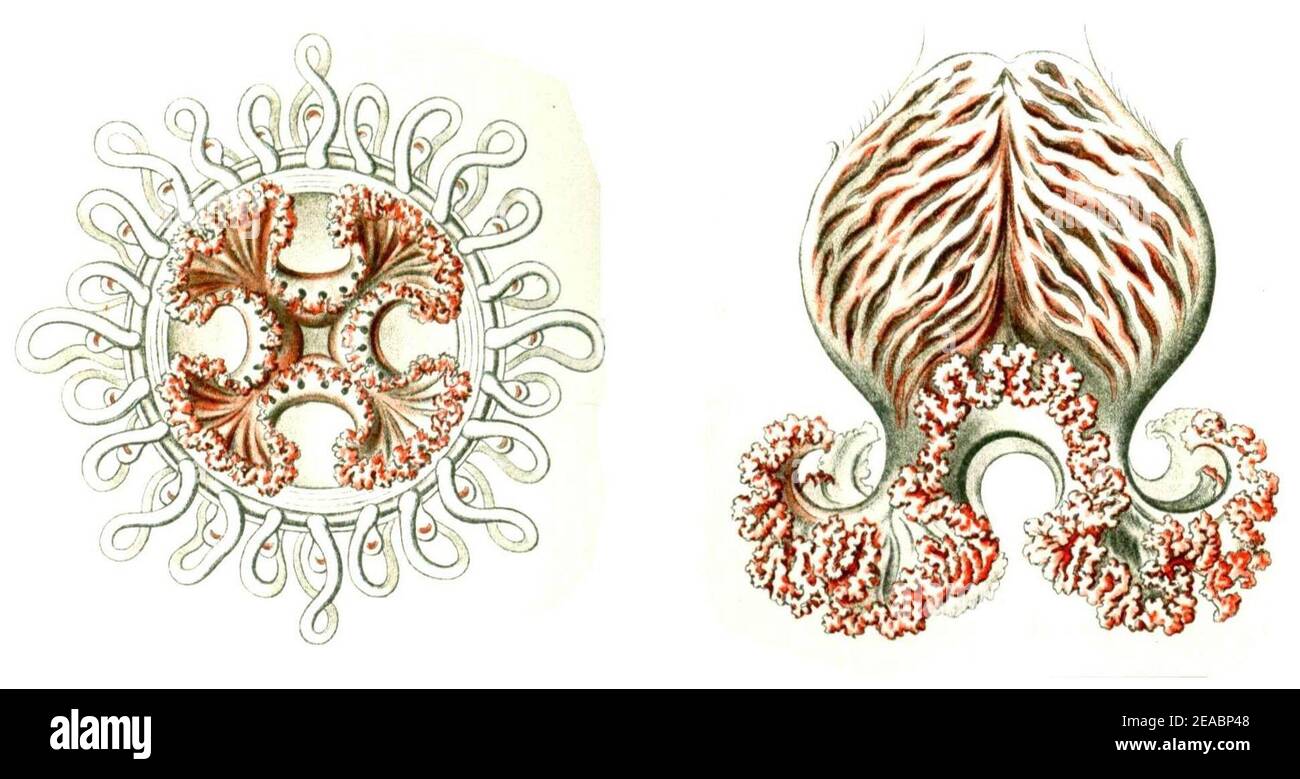 Neoturris Pileata High Resolution Stock Photography and Images - Alamy