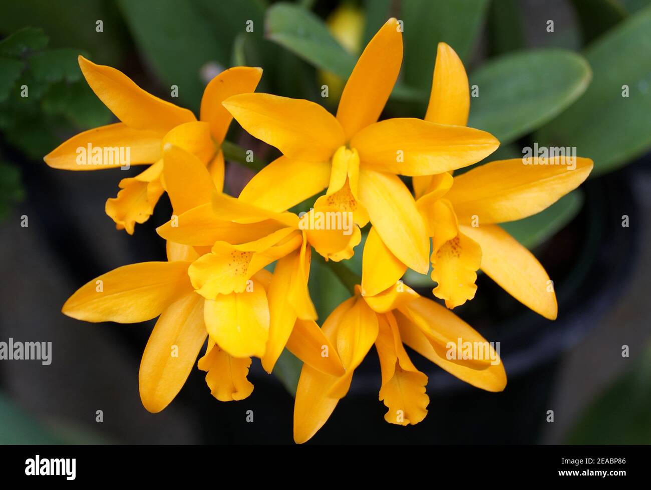 Orange color of Brassolaelio Cattleya 'Golden Tang' orchid flowers ...