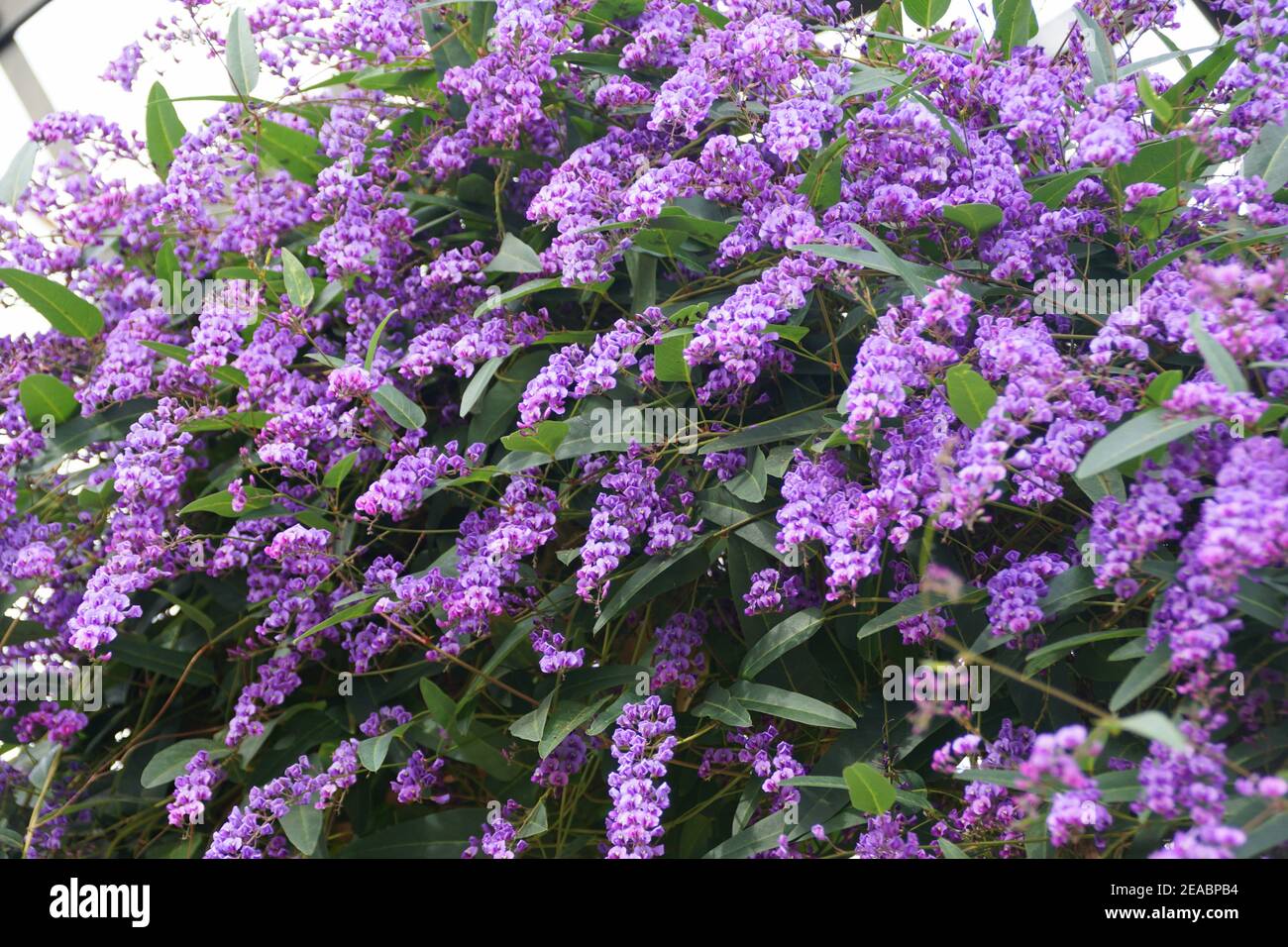 Purple coral-pea flowers on the arch, also known as 'Happy Wanderer ...