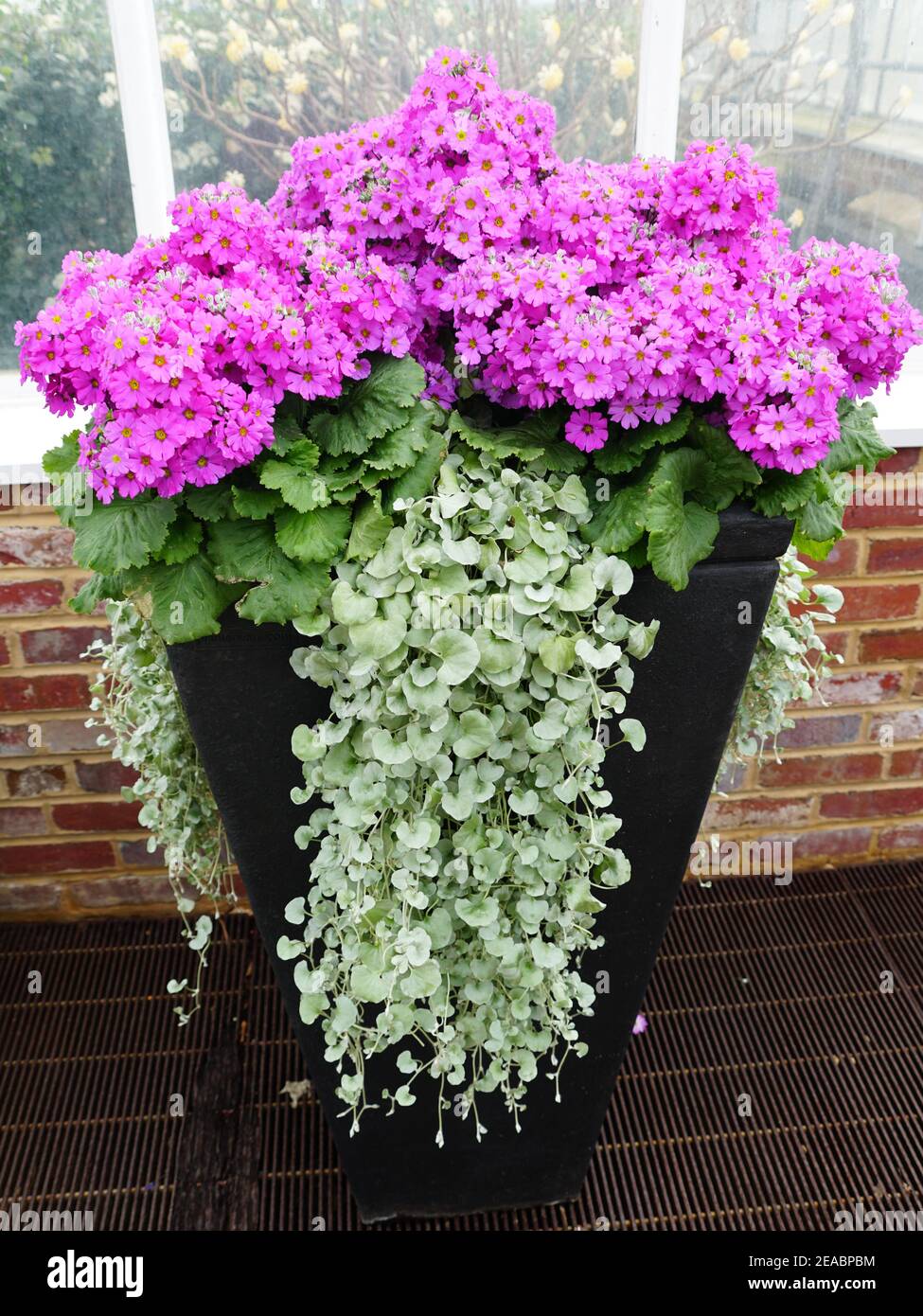 Primrose with lilac flowers hi-res stock photography and images - Alamy
