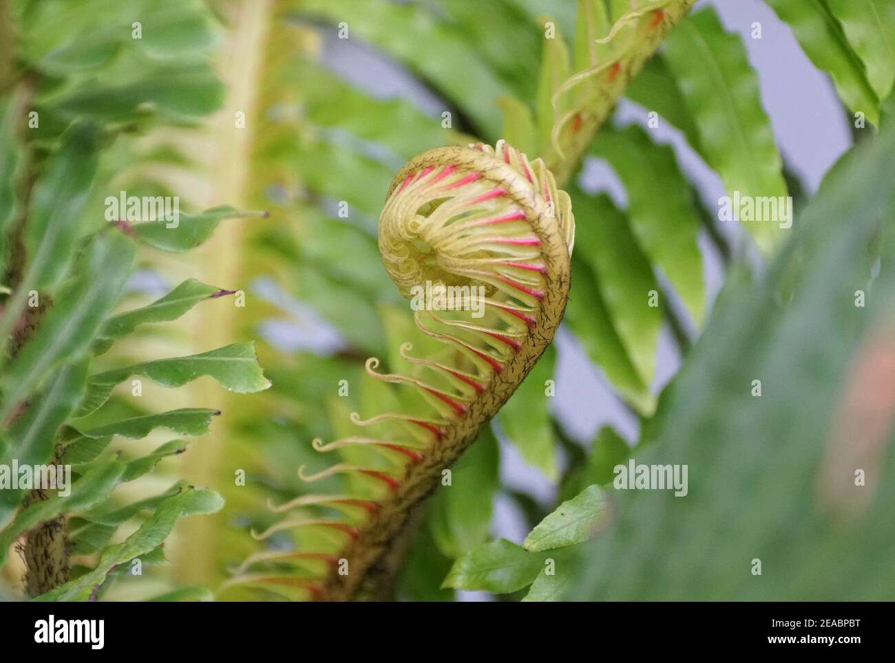 Brazilian fern tree hi-res stock photography and images - Alamy