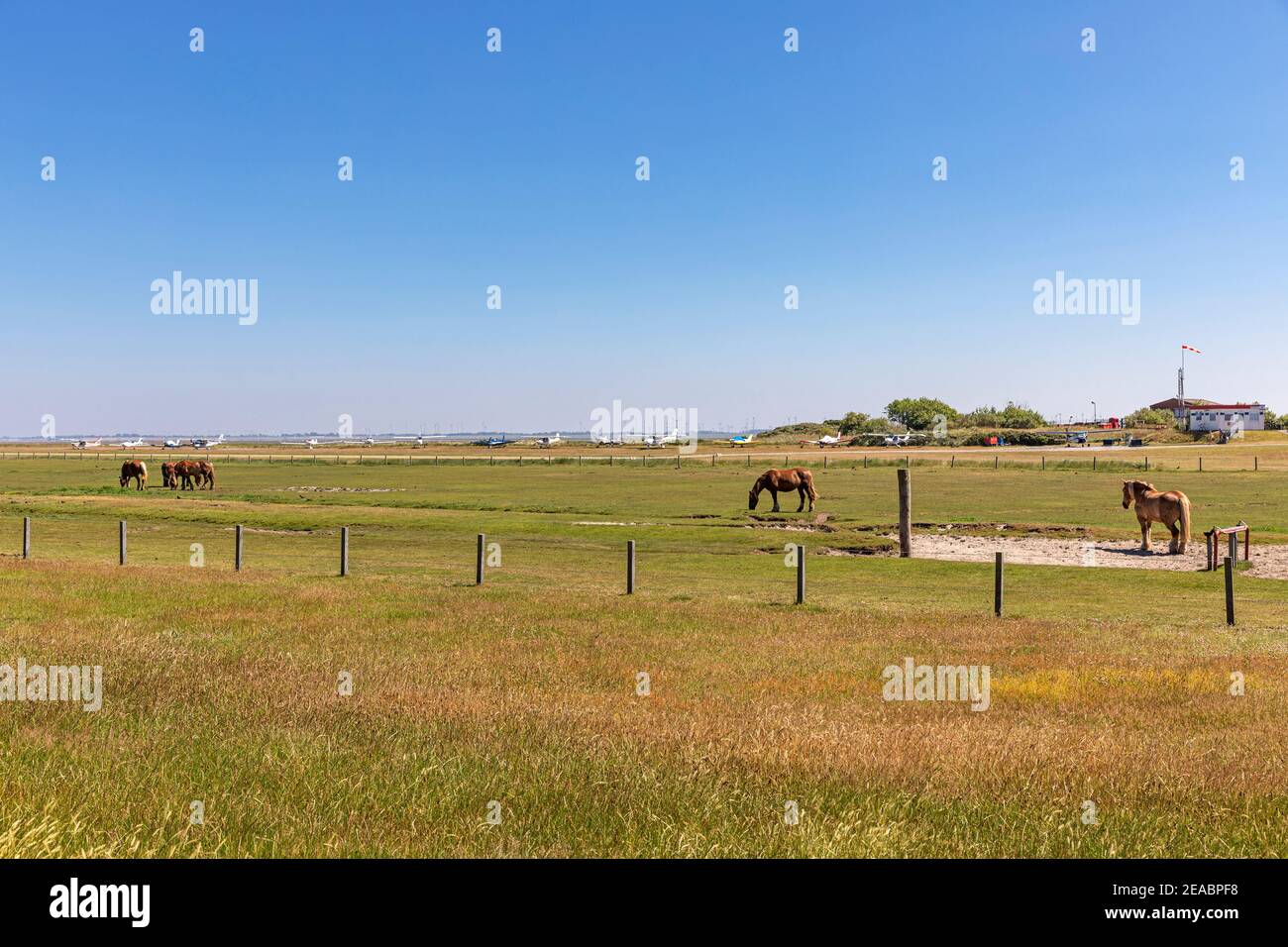 Paddock and horses hi-res stock photography and images - Alamy