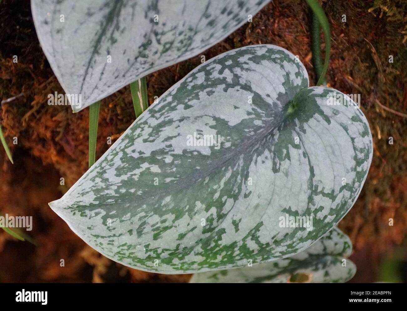 The green and white leaves of Painted Ivy-Arum 'Argyraeus' plants Stock ...