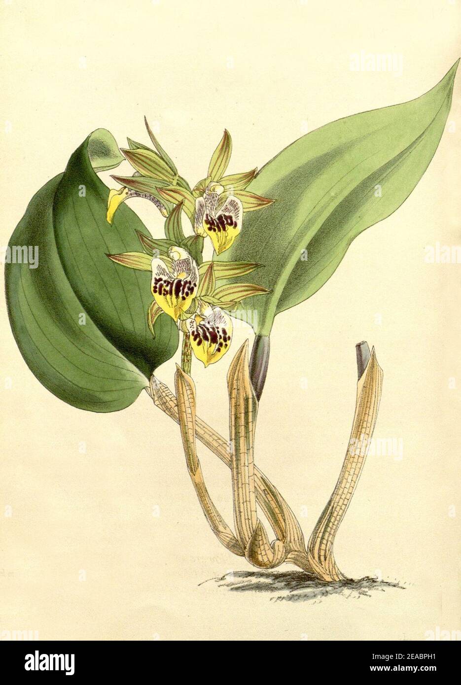 Nephelaphyllum scapigerum - cropped Stock Photo - Alamy