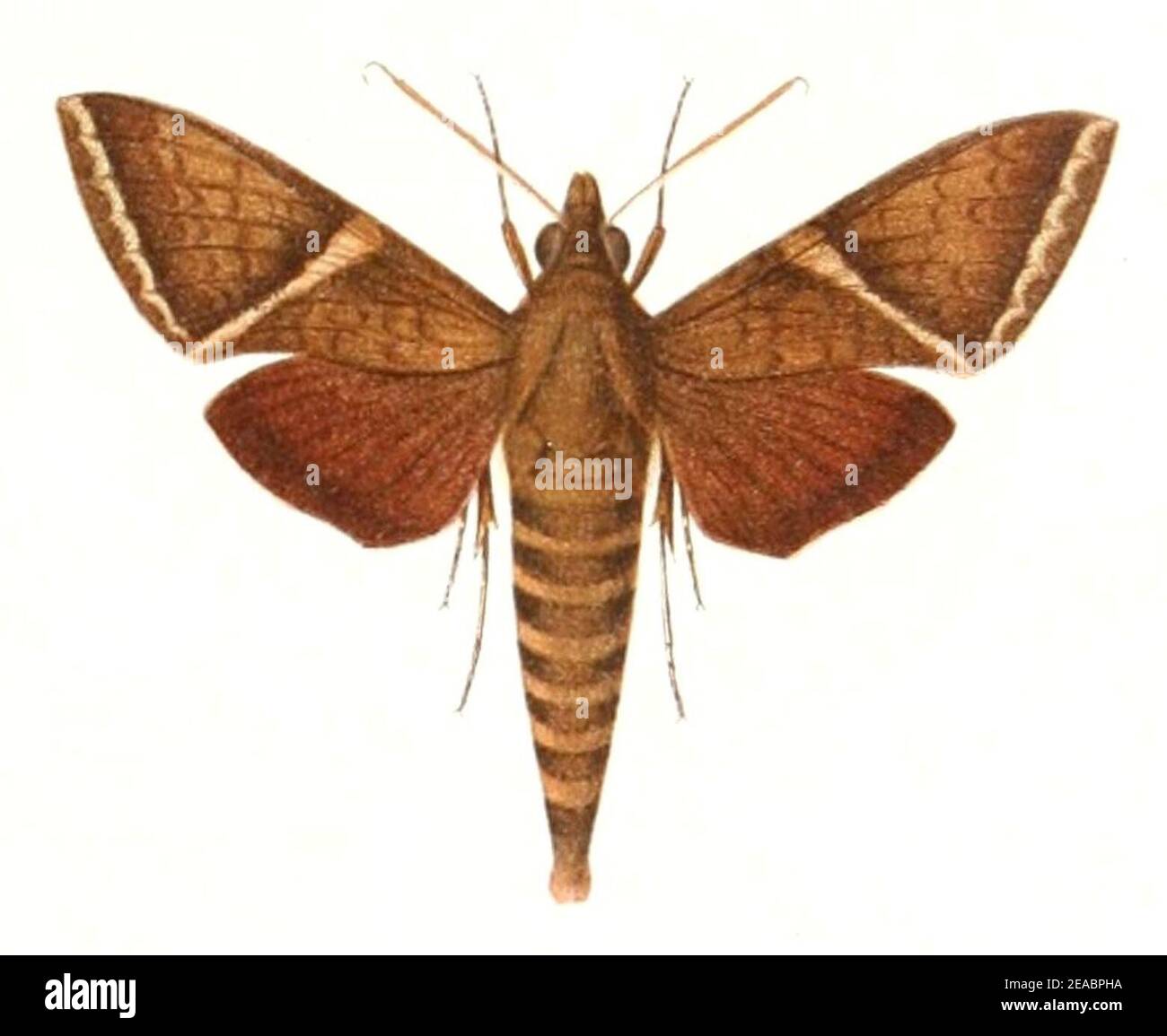 Nephele hi-res stock photography and images - Alamy