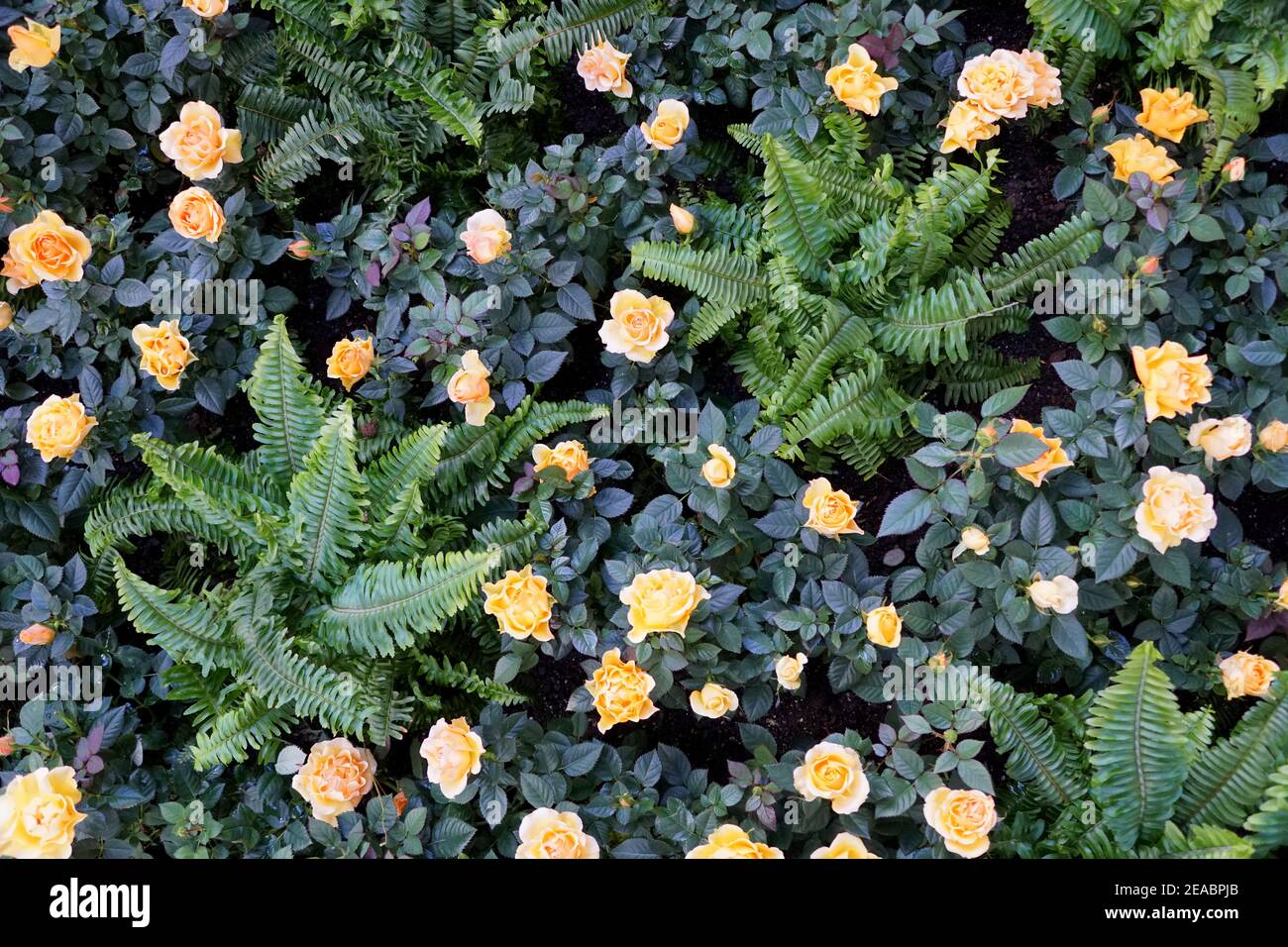 Miniature roses hi-res stock photography and images - Alamy