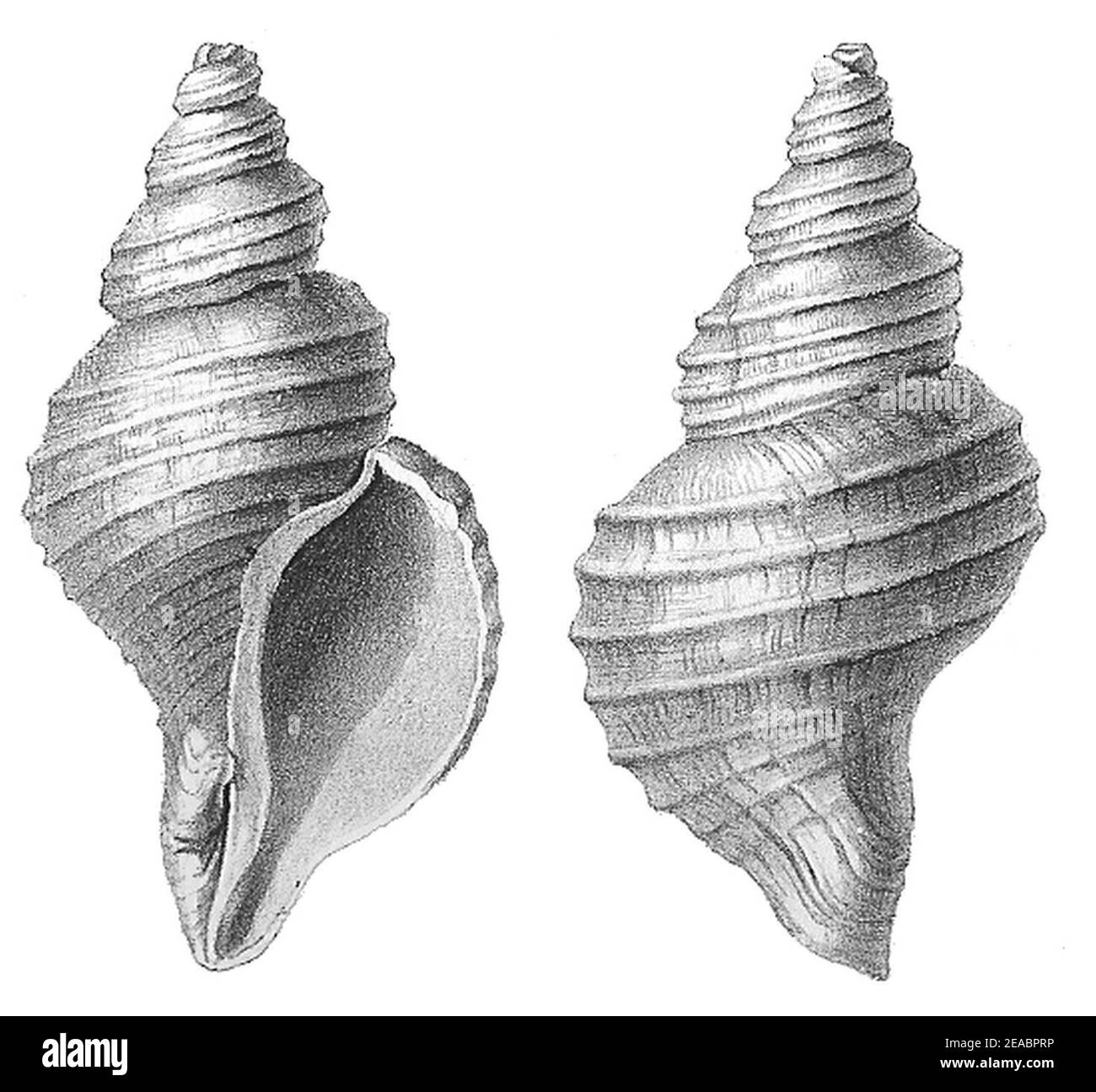 Neptunea hi-res stock photography and images - Alamy