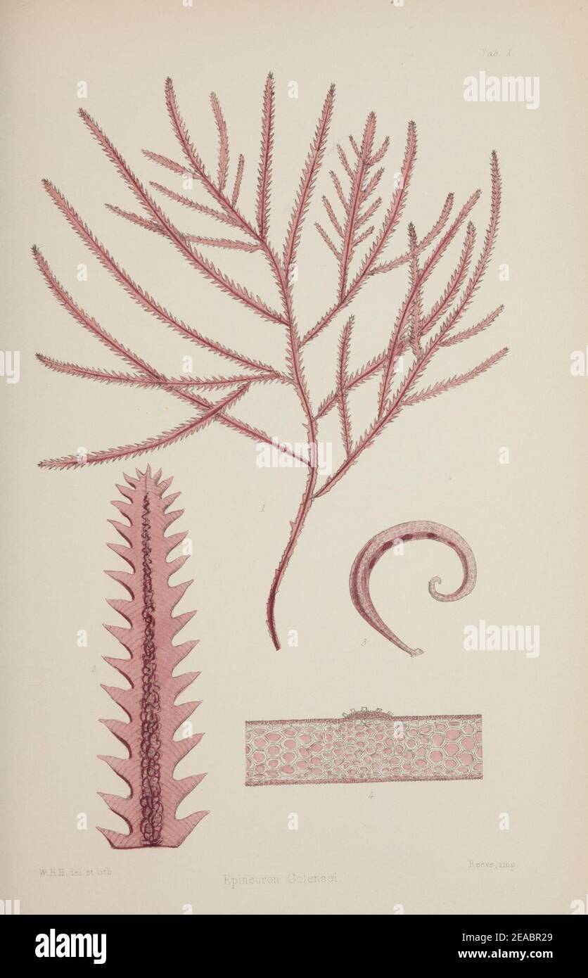 Nereis australis hi-res stock photography and images - Alamy