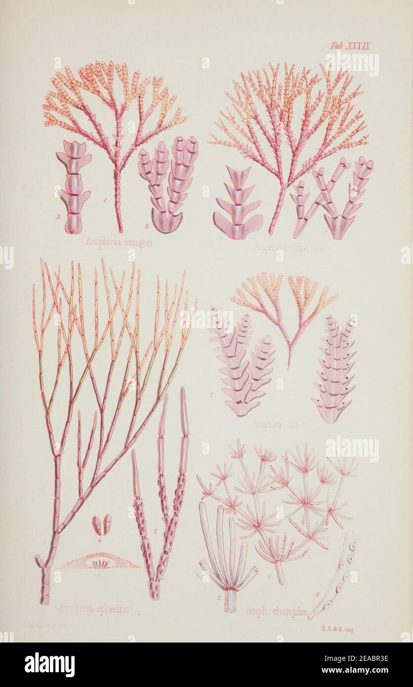 Nereis Virens Cross Section