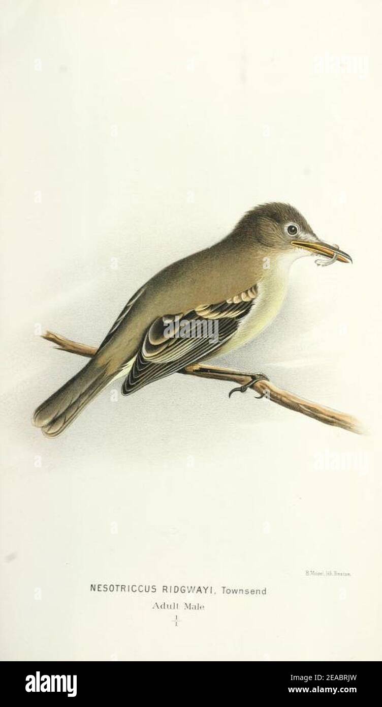 Nesotriccus ridgwayi - Cocos Flycatcher Stock Photo - Alamy