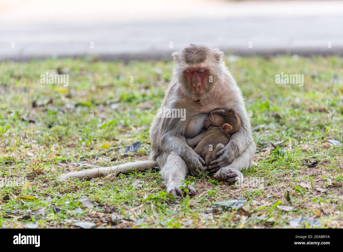 Mother monkey and baby monkey sleeping on the lawn Stock Photo - Alamy