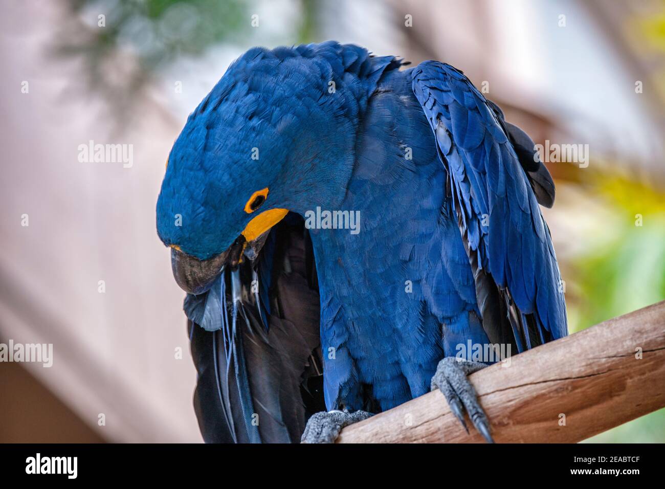 A Hyacinth Macaw Parrot preens itself at Jungle Island in Miami ...