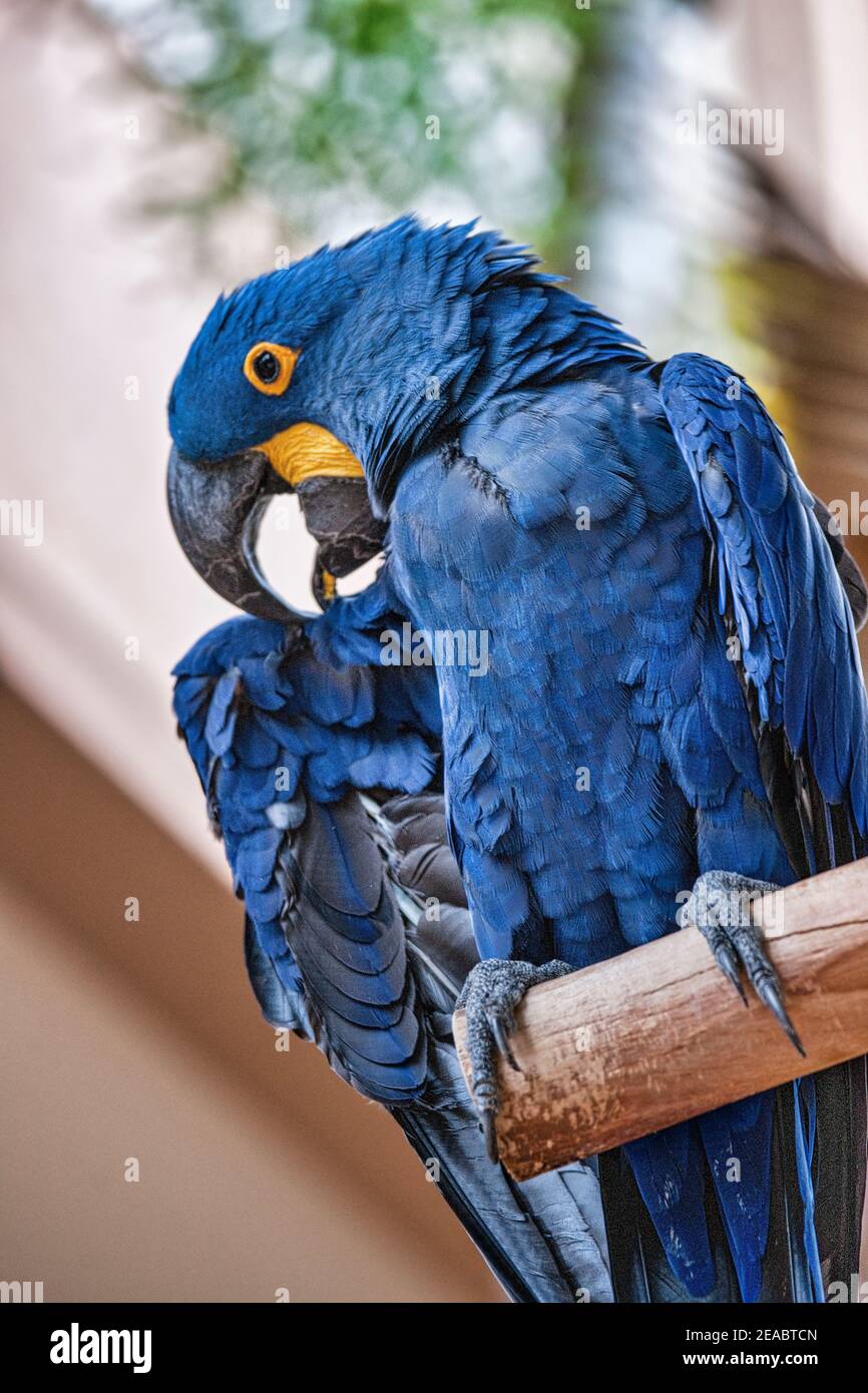 A Hyacinth Macaw Parrot preens itself at Jungle Island in Miami ...