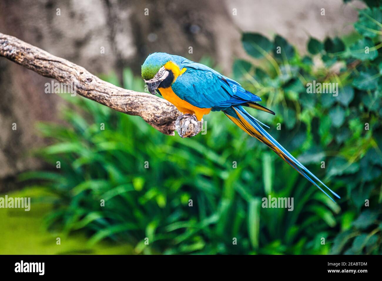 A Blue and Gold Macaw Parrot poses on a branch at Jungle Island in ...