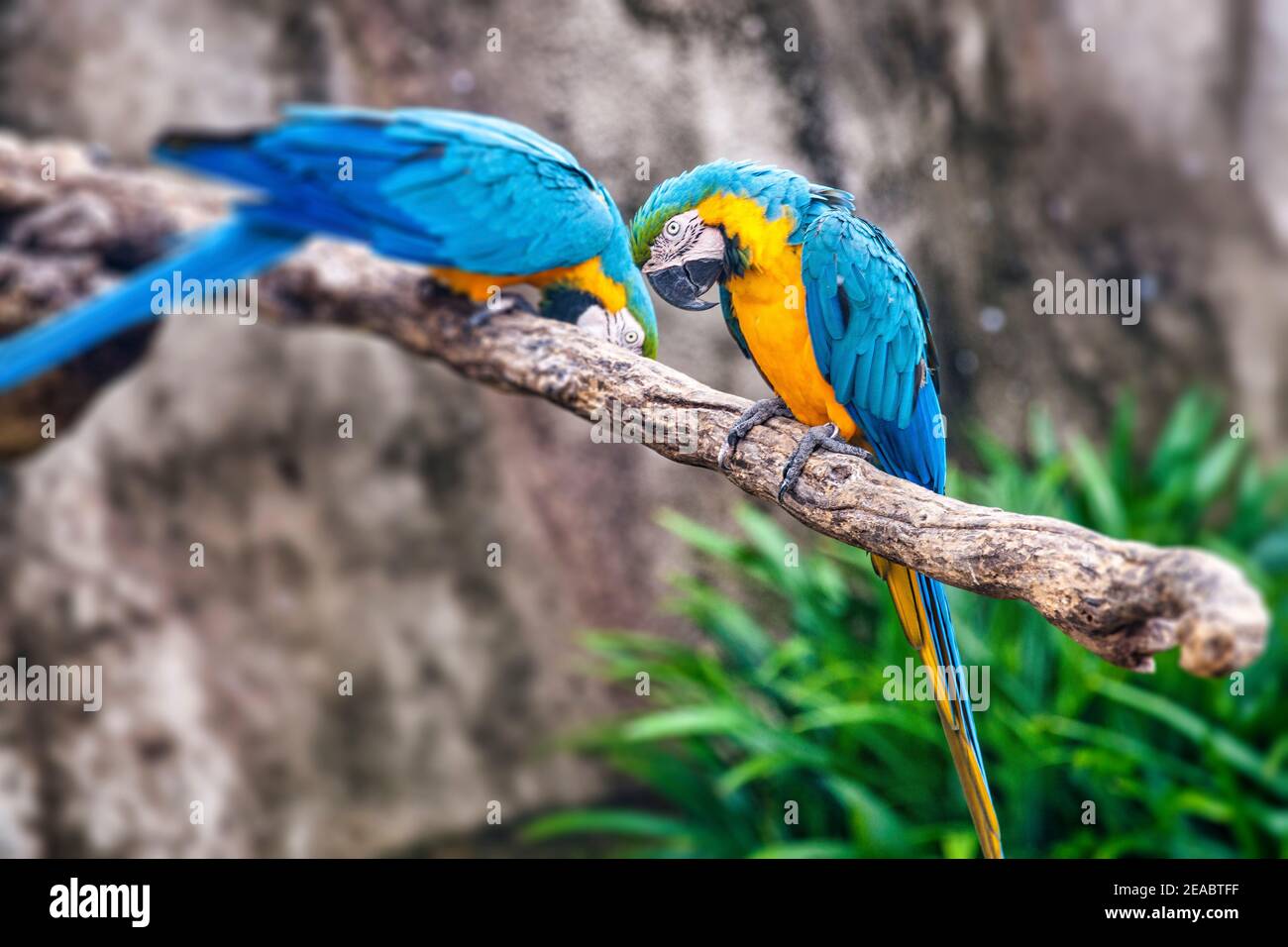 A pair of Blue and Gold Macaw Parrots interact on a perch at Jungle ...