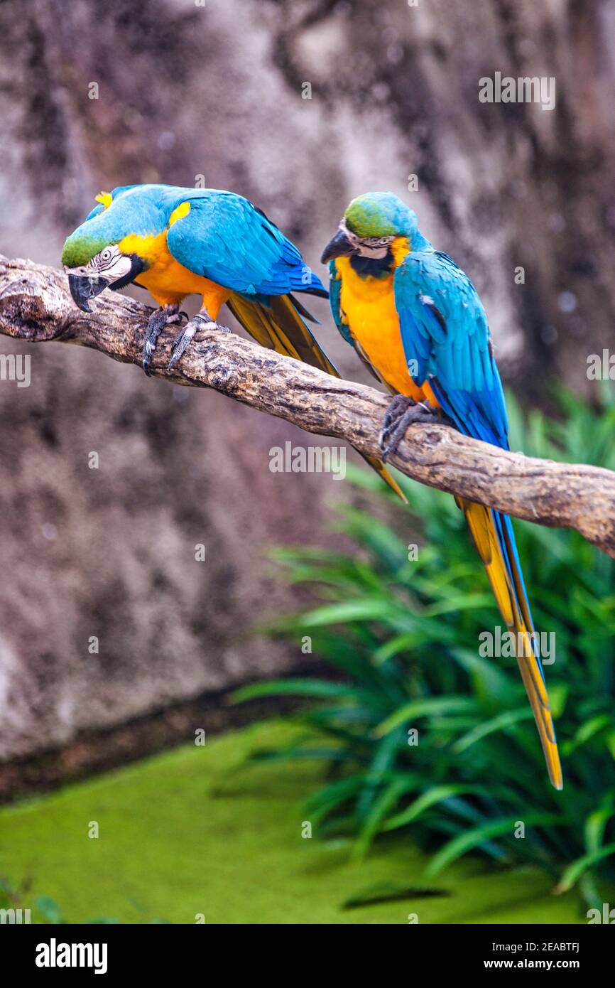 A pair of Blue and Gold Macaw Parrots interact on a perch at Jungle ...