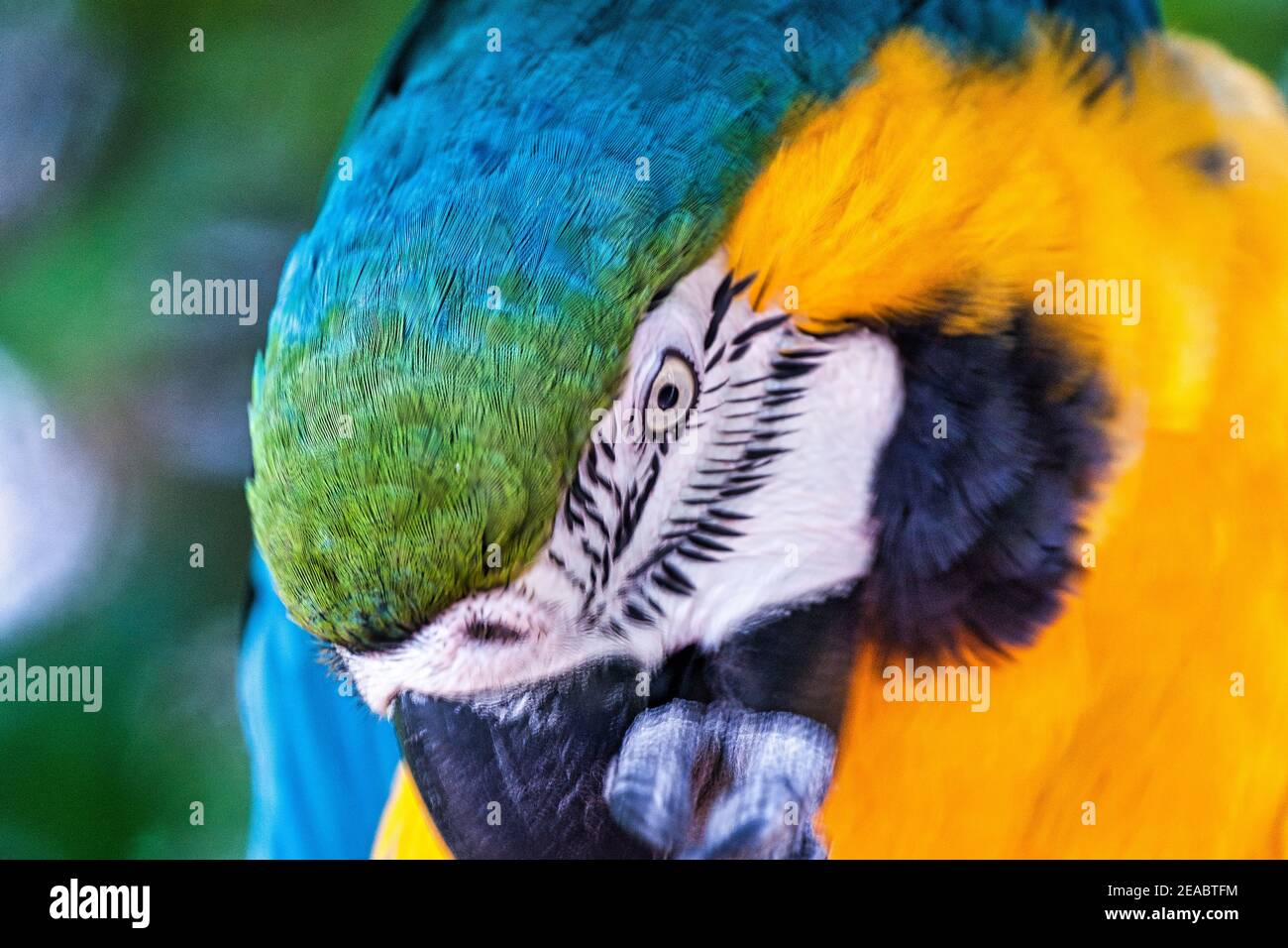 Closeup of a Blue and Gold Macaw Parrot at Jungle Island in Miami ...