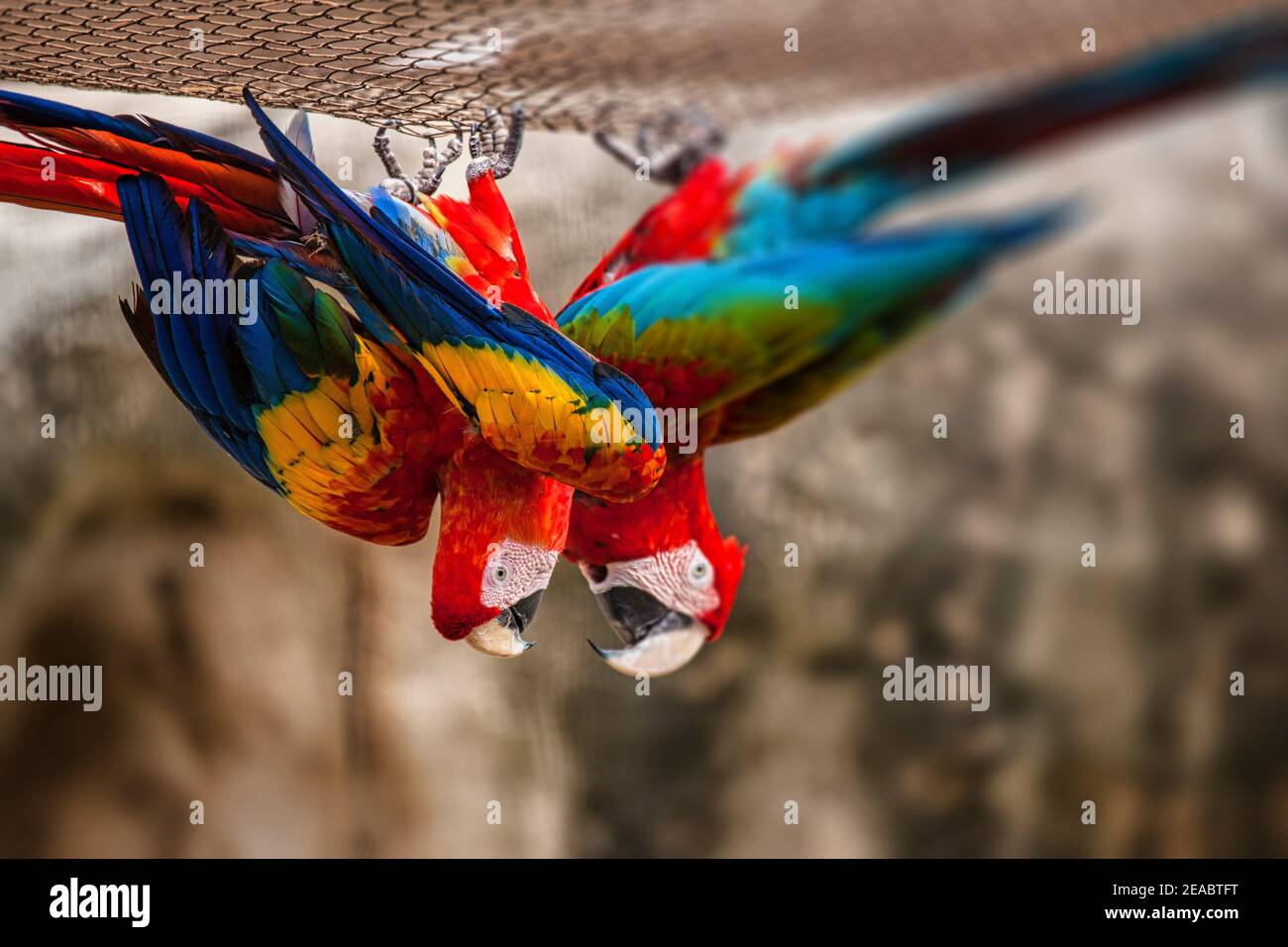 A pair of Scarlet Macaw Parrots hanging from a net at Jungle Island in ...